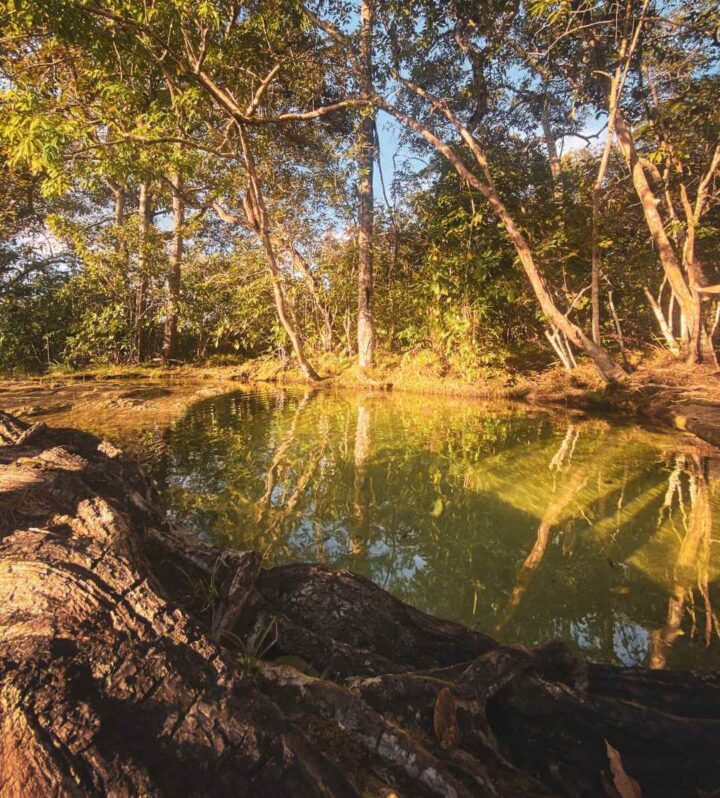 5 Selvas de Colombia perfectas para un viaje de aventura