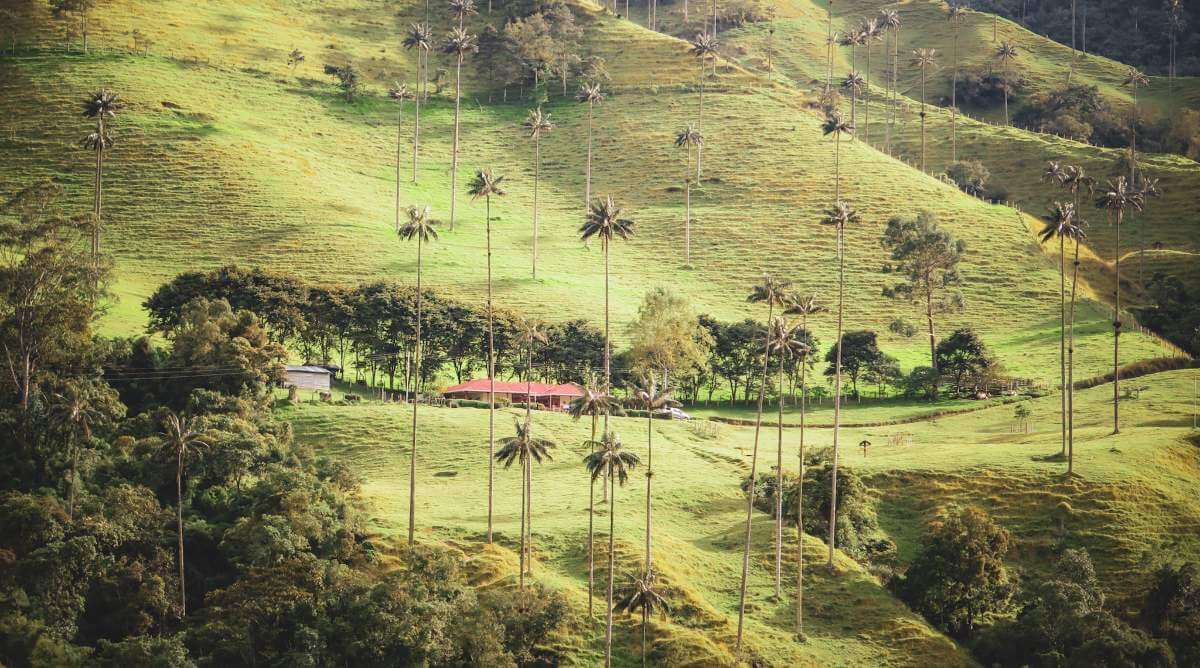 Salento y Valle del Cocora: Cómo Llegar, Qué Hacer y Tips