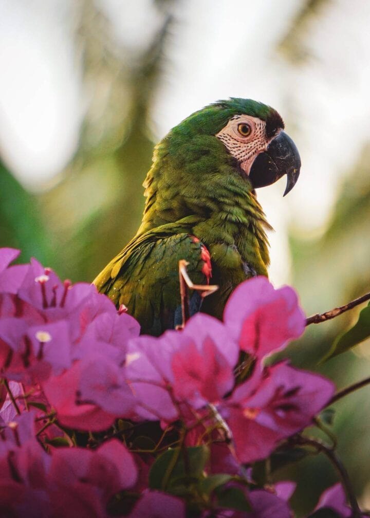 Qué Hacer en Llanos Orientales Colombia: Sitios Turísticos