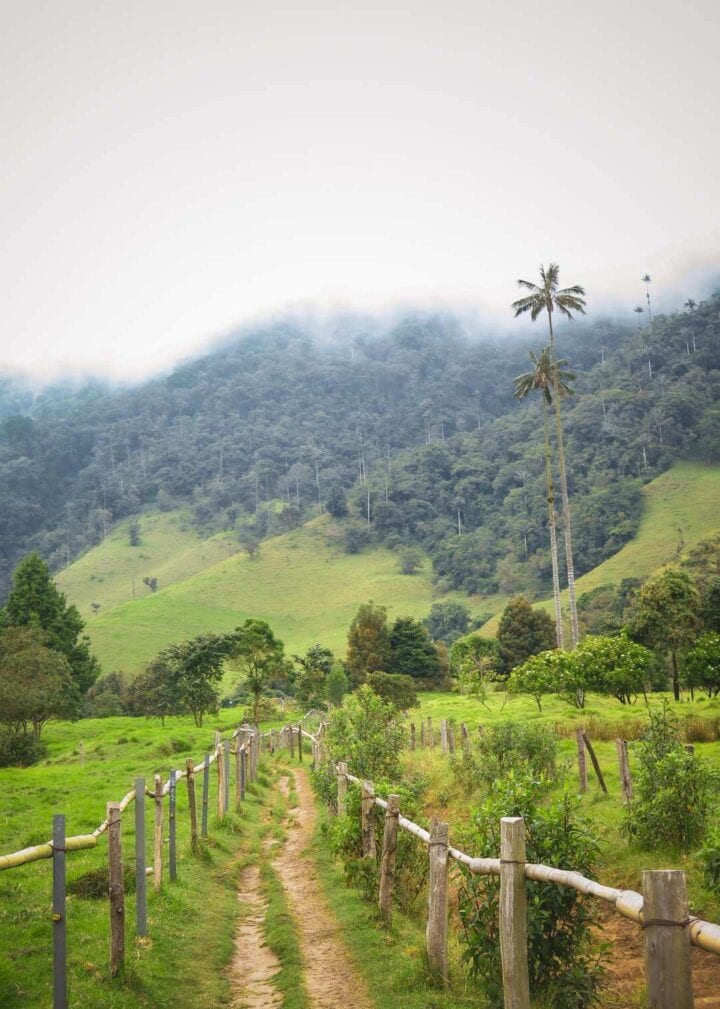 Salento y Valle del Cocora: Cómo Llegar, Qué Hacer y Tips